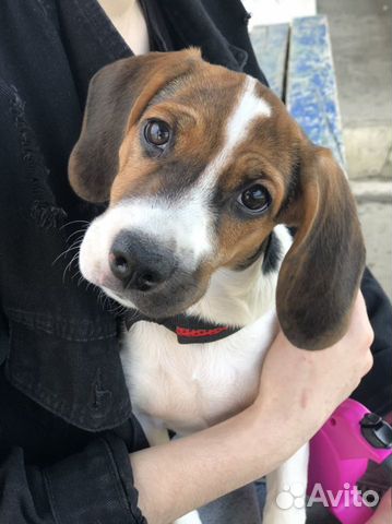 Смесь Джека Рассела и Кокер-спаниеля