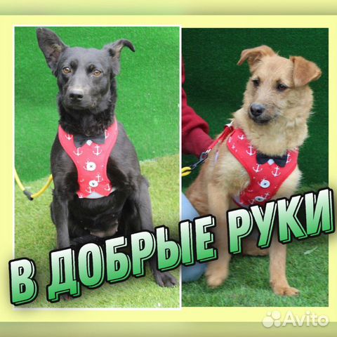Две очаровательные девочки ждут свои семьи