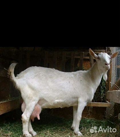 Зааненская коза