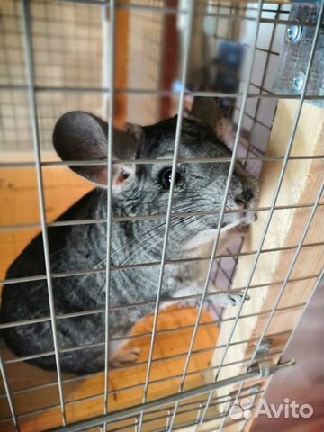 Отдам Шиншилу в добрые руки