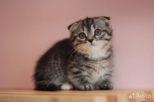 Манчкин фолд стандарт