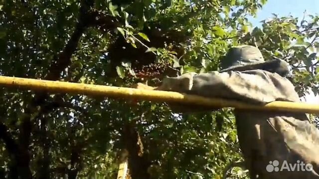 Сниму рой пчел