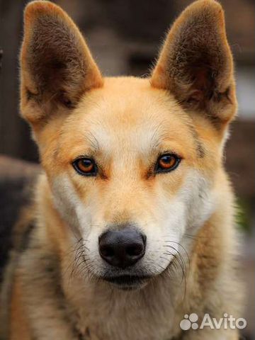 Пёс Гриша ищет дом