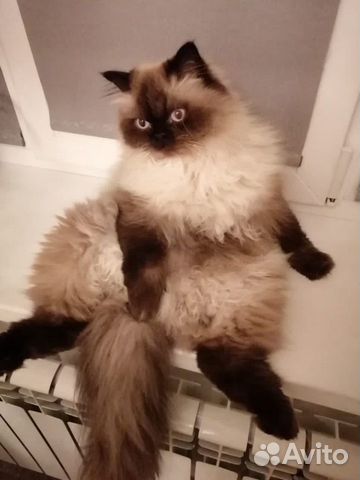 Гималайский кот