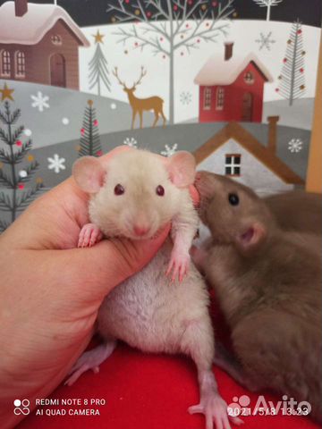 Крыса дамбо, Крысята, Клетки, Доставка