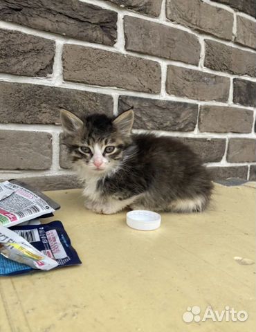 Котенок 2 мес