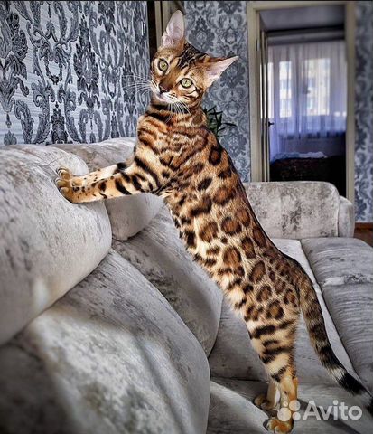 Бенгальская кошка