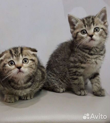 Шотландская