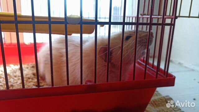 Крыса Дамбо. Отдам в хорошие руки