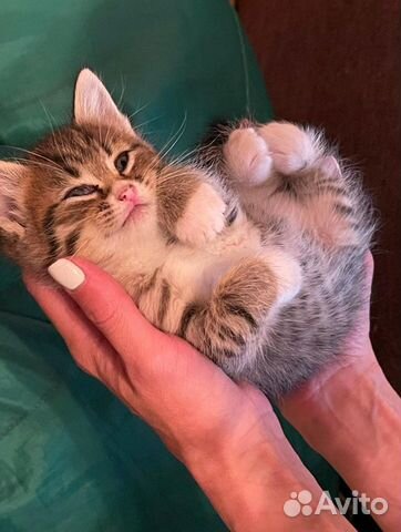 Шотландские прямоухие котята