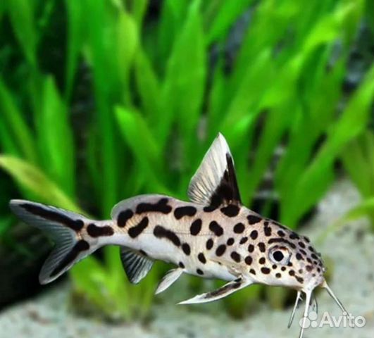 Синодонтис кукушка рыбки