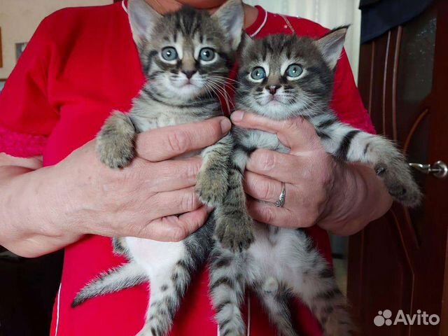 Кошка с котятками ищет дом, передержку