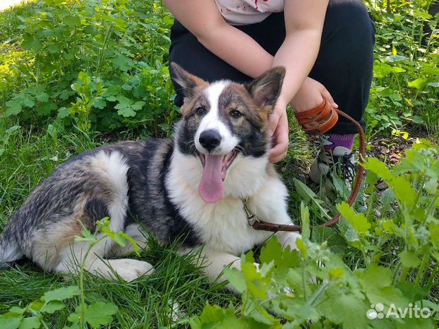 Щенок Алекс 5 месяцев для квартиры или дома