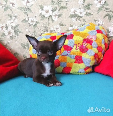 Шоколадный заяц