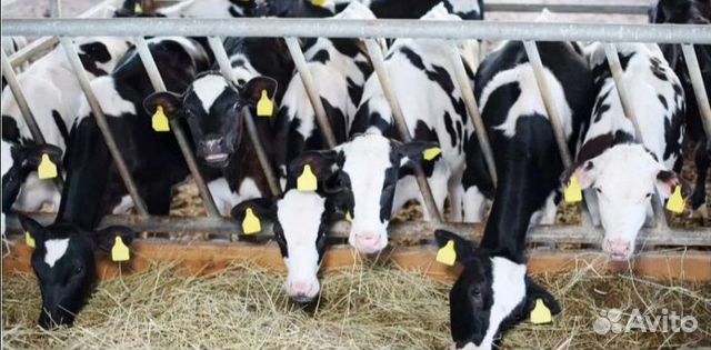 Бычки элита 61