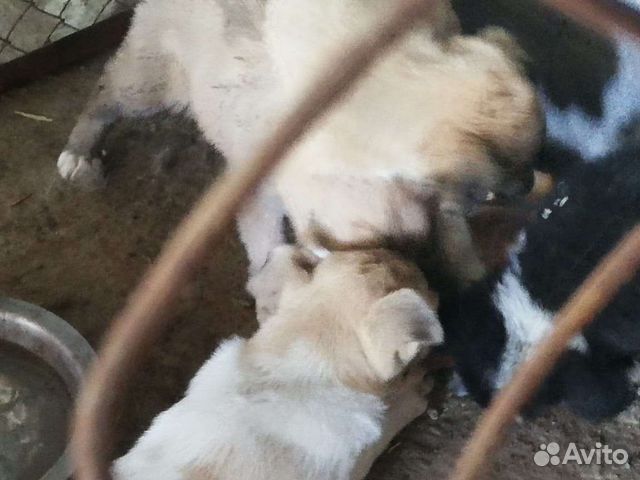 SOS, через пару дней нас мучительно убьют