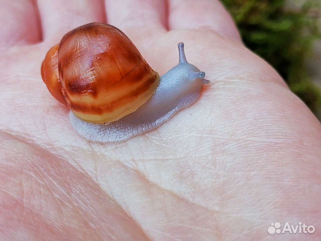 Улитка архахатина сутуралис сильвер