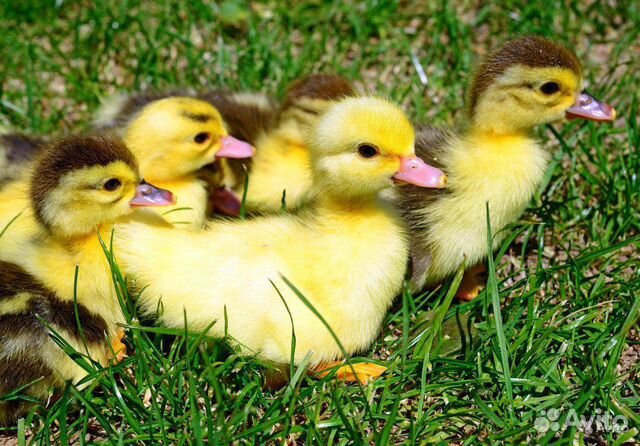 Утята индоутки (мускусной утки, индоутята)