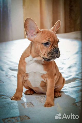 Французская бульдожка