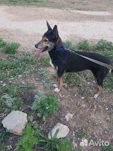 Стерильная девочка ищет дом