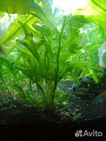 Аквариумные рыбки и растения