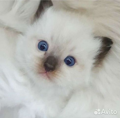 Котята рэгдолл 1.5 месяца готовы к брони