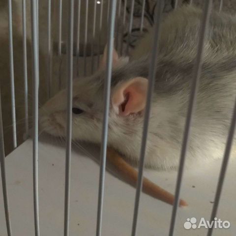 Отдаю крысу бесплатно