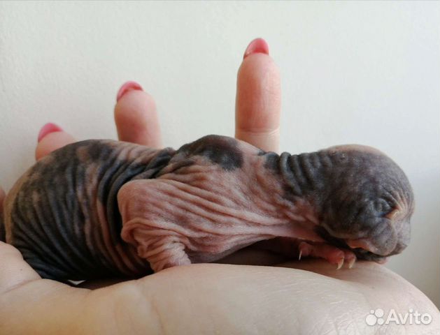 Канадский сфинкс