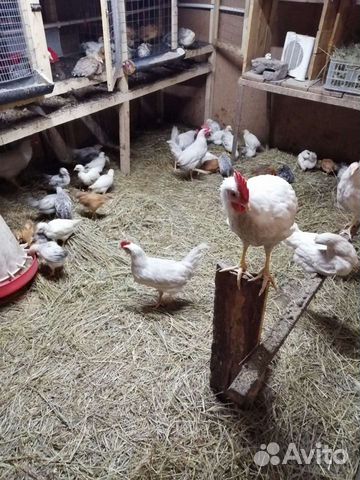 Петухи на откорм