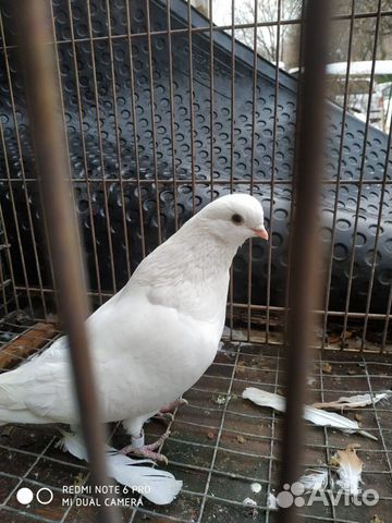 Пермские и Старокамские голуби - молодежь