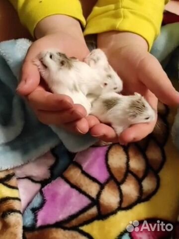 Хомячки роборовских