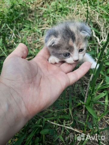 Котенок вислоухий
