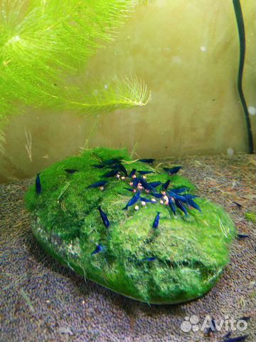 Креветки Blue Dreem