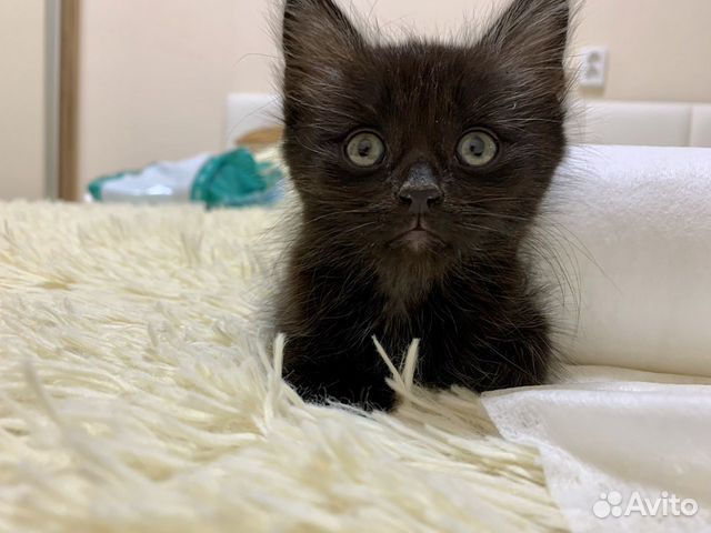 Котенок Тимоша в добрые руки