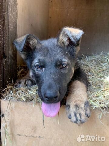 Щенок Нейва в частный дом