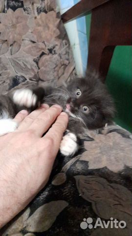 Котята от вислоухой кошки отдам бесплатно