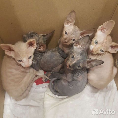 Котята Донской сфинкс без документов, дата рождени