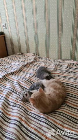 Продам котят