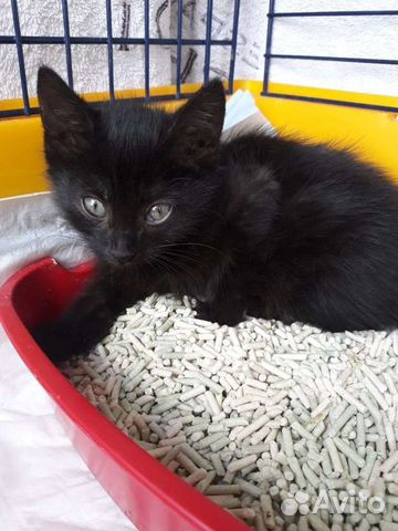 Котёнок, кот, 1,5 месяца