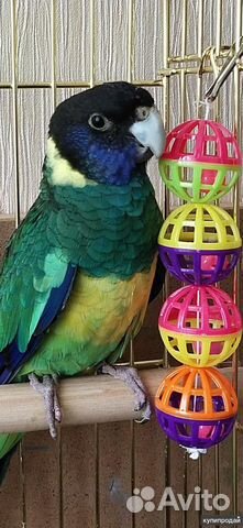 Продам ручных птенцов попугая бернарда