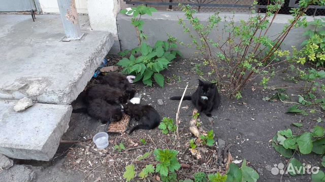 Котята в добрые руки бесплатно