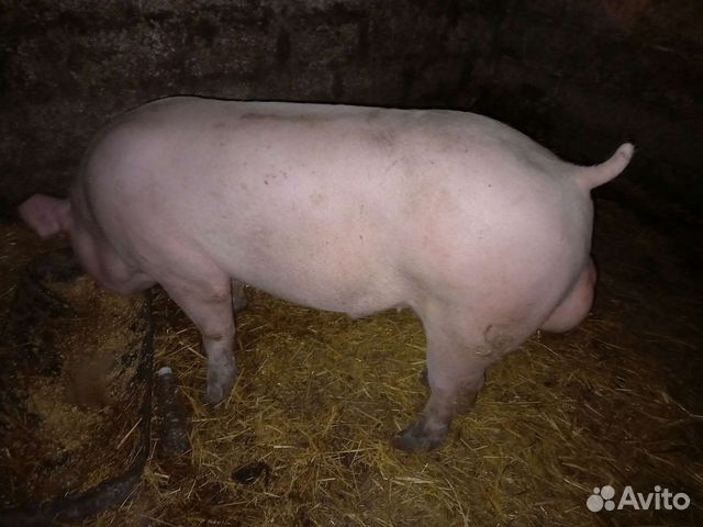 Хряк бодди племенной
