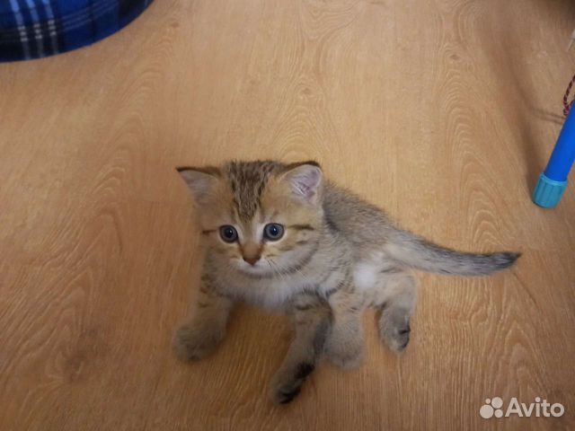 Британский котенок
