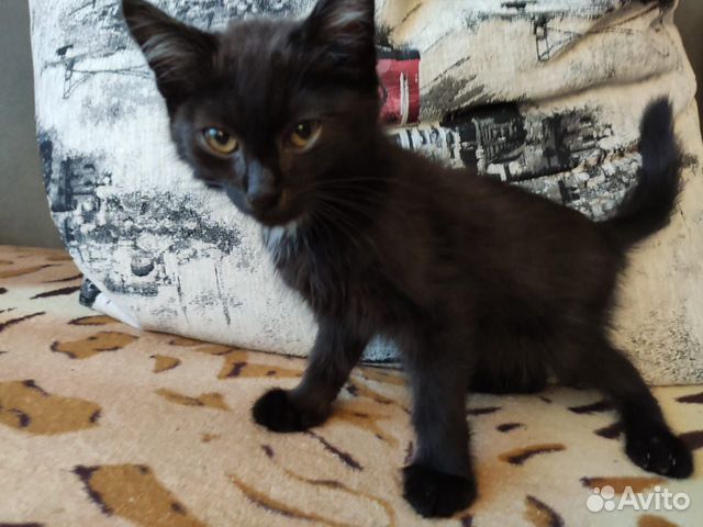 Котенок Бетман