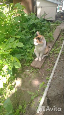 Кошечка-крысолов-мышелов-умничка