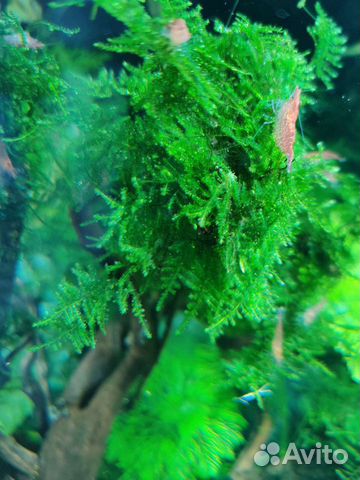 Аквариумные растения