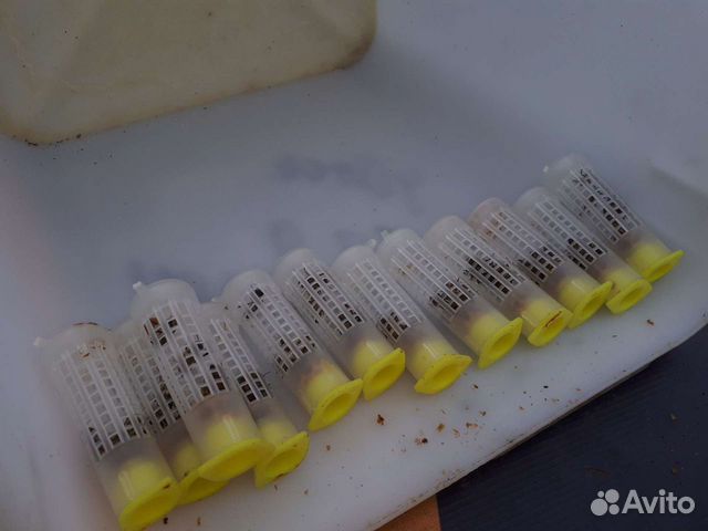 Пчеломатки карника