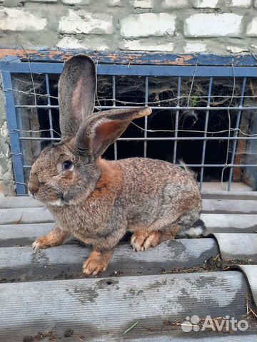 Кролики на племя Фландр Ризен