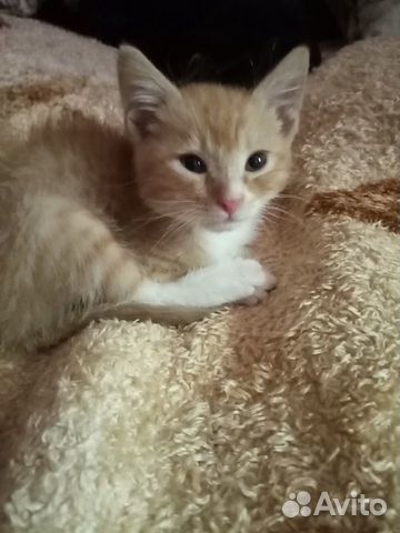 Рыженький мальчуган ищет дом