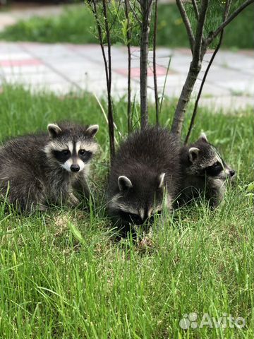 Еноты малыши 1,5 месяца